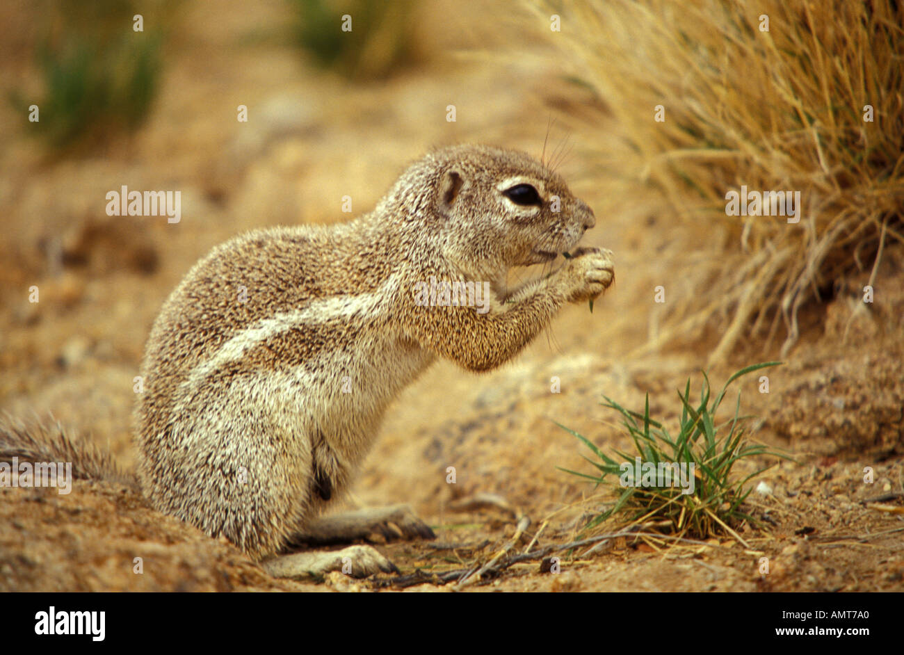 South Africa, Northern Cape, Augrabies Falls National Park Stock Photo ...