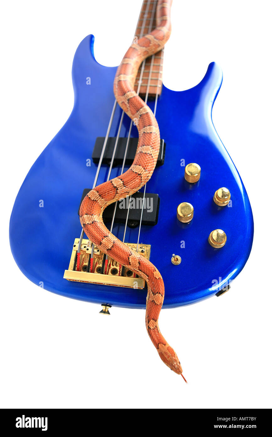 Orange corn snake on electric blue guitar isolated on white Stock Photo ...