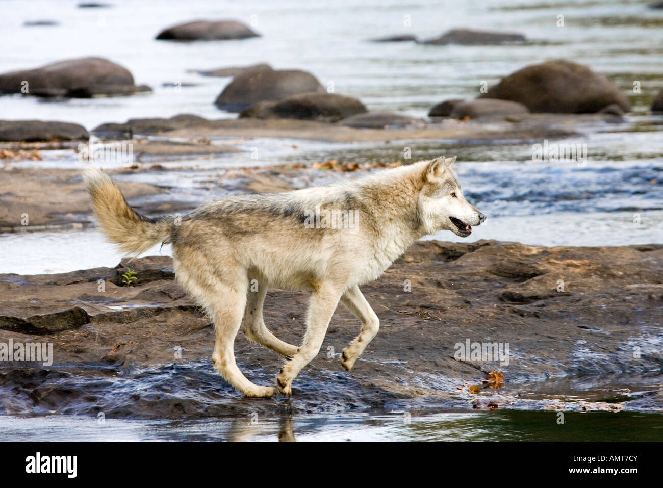 Gray wolf pack running hi-res stock photography and images - Alamy
