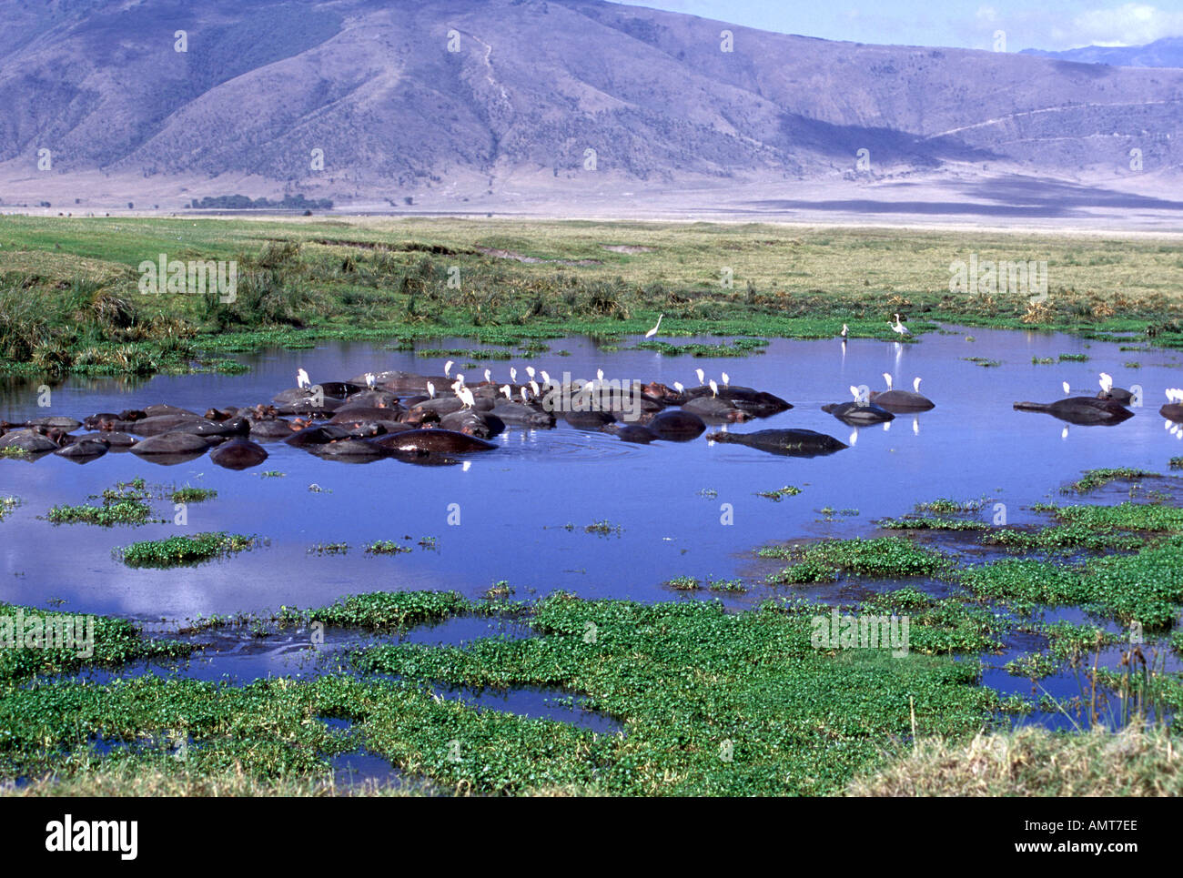 Hippopotamus pool in ngorongoro hi-res stock photography and images - Alamy