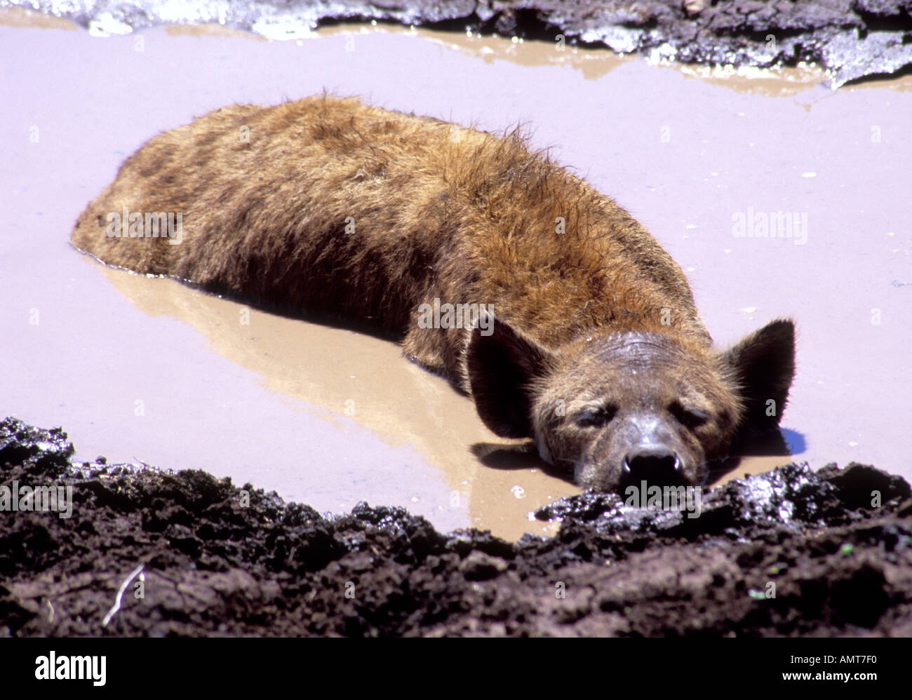 Dirty hyena hi-res stock photography and images - Alamy