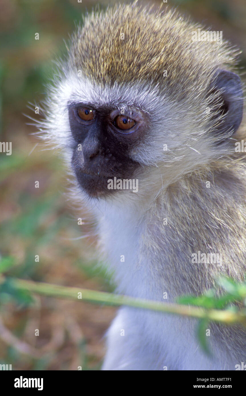 Ngorongoro crater monkeys hi-res stock photography and images - Alamy