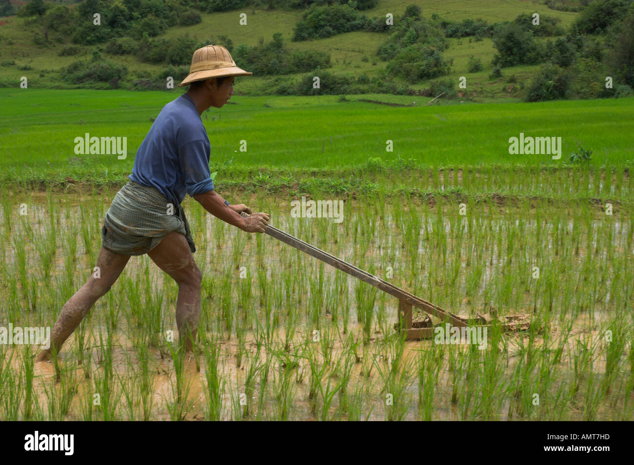 Myanmar Burma Shan State near villag of Mindhaik Peasants working in ...
