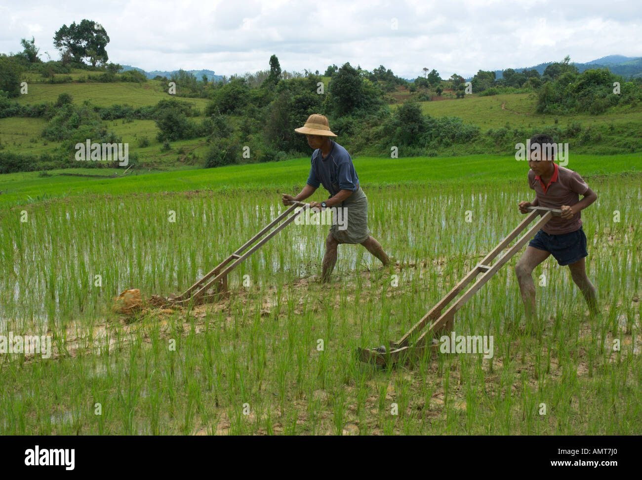 Myanmar Burma Shan State near villag of Mindhaik Peasants working in ...