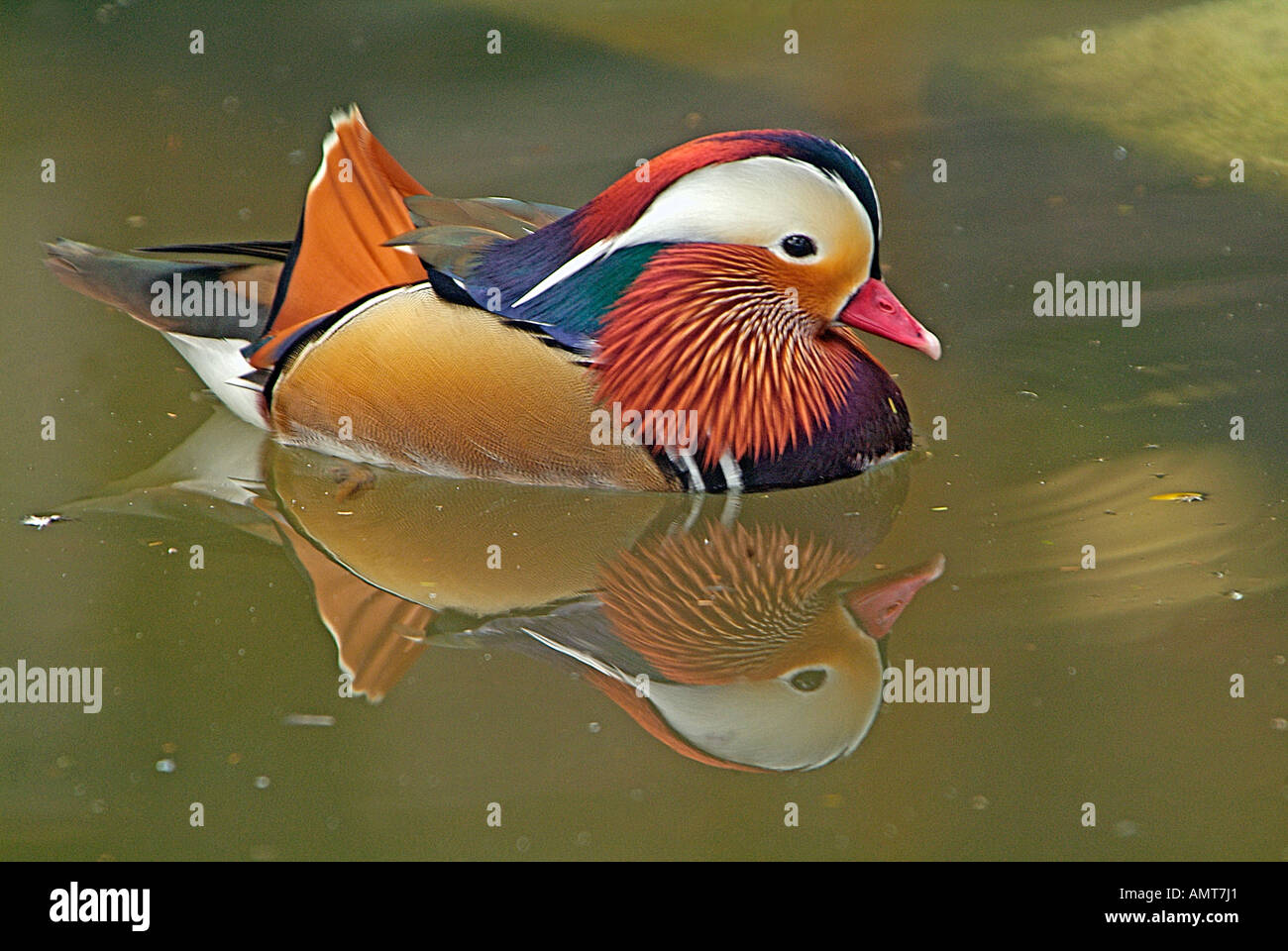 Mandarin Duck Asia Stock Photo - Alamy