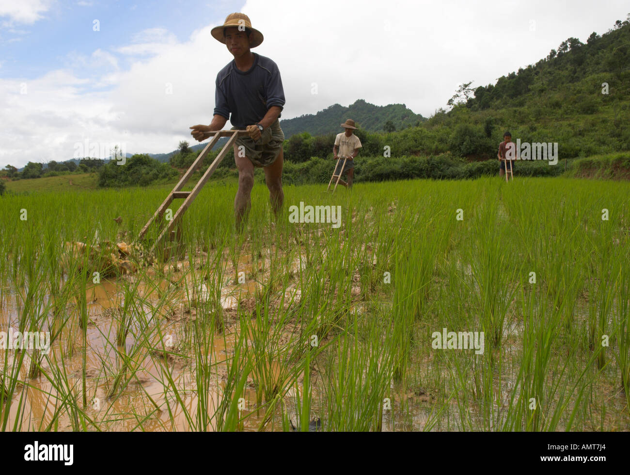 Myanmar Burma Shan State near villag of Mindhaik Peasants working in ...
