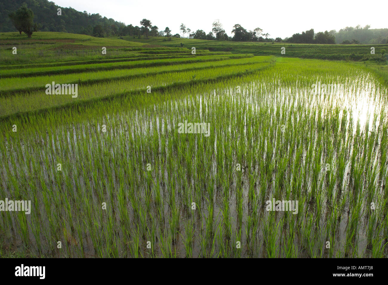 Myanmar Burma Shan State village of Poattap Poap young rice paddies in ...