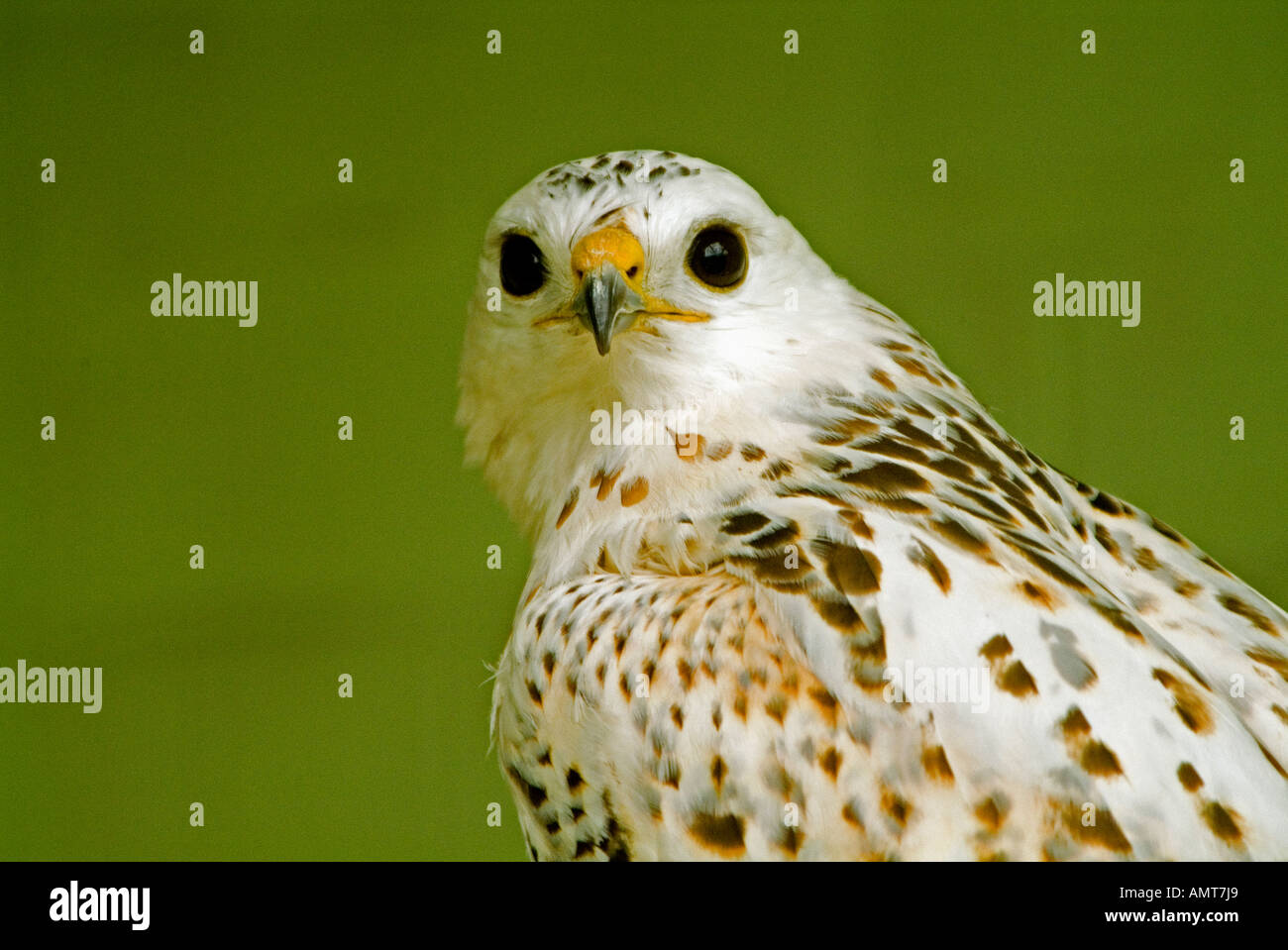 Pale buzzard hi-res stock photography and images - Alamy