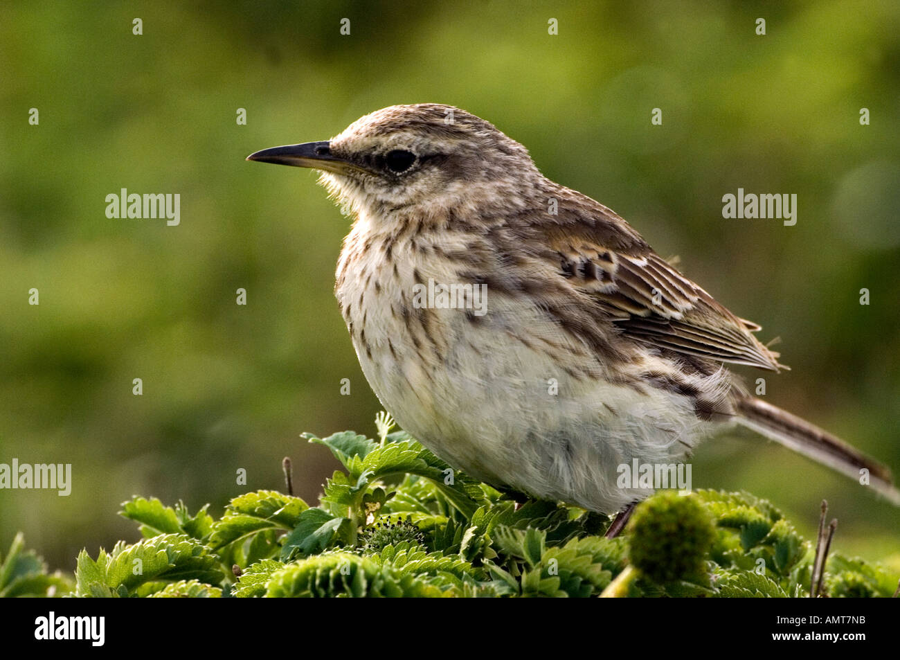 New Zealand Pipit Stock Photo - Alamy