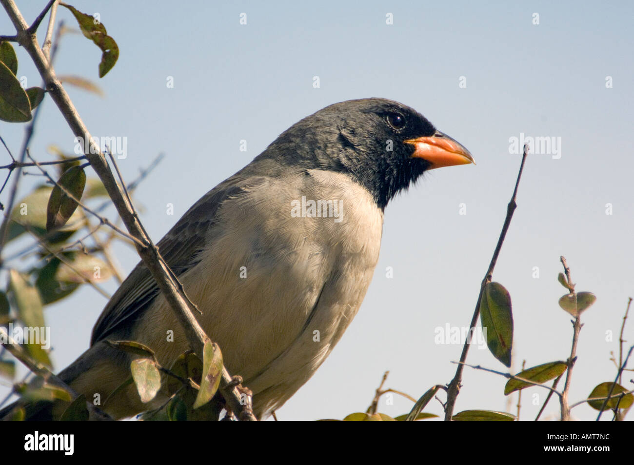 Black throated Saltator Brazil Stock Photo - Alamy