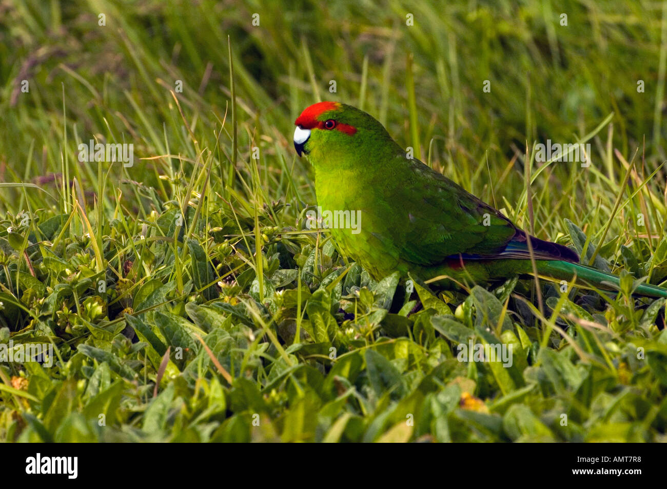 Red crowned Parakeet Tasmania Australia Stock Photo - Alamy