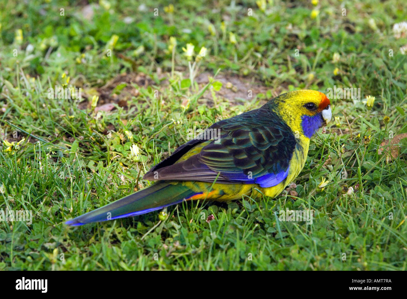 Green Rosella Tasmania Australia Stock Photo - Alamy