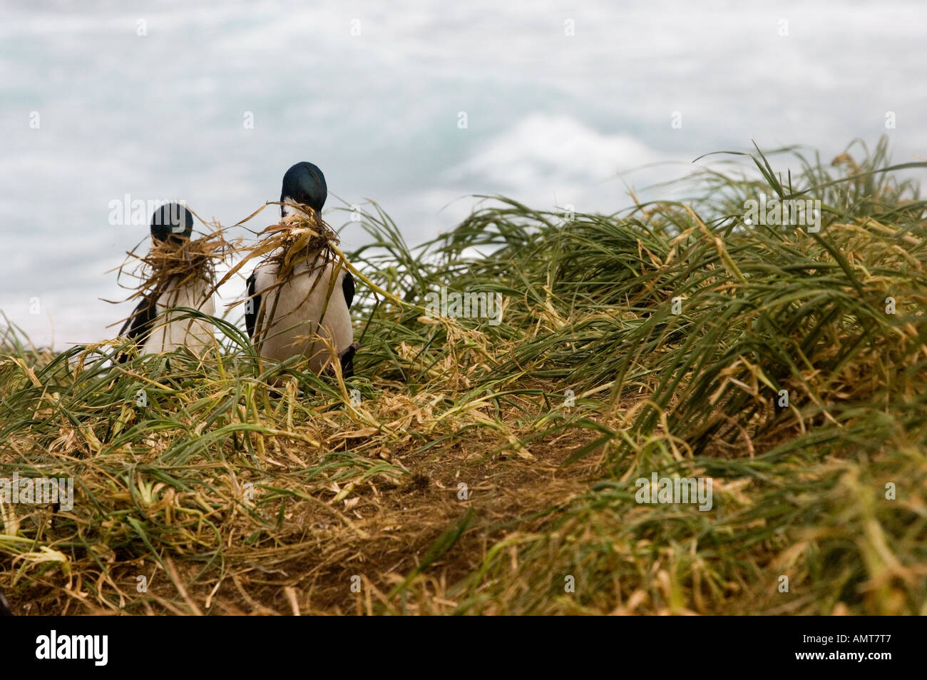 Auckland islands shag hi-res stock photography and images - Alamy