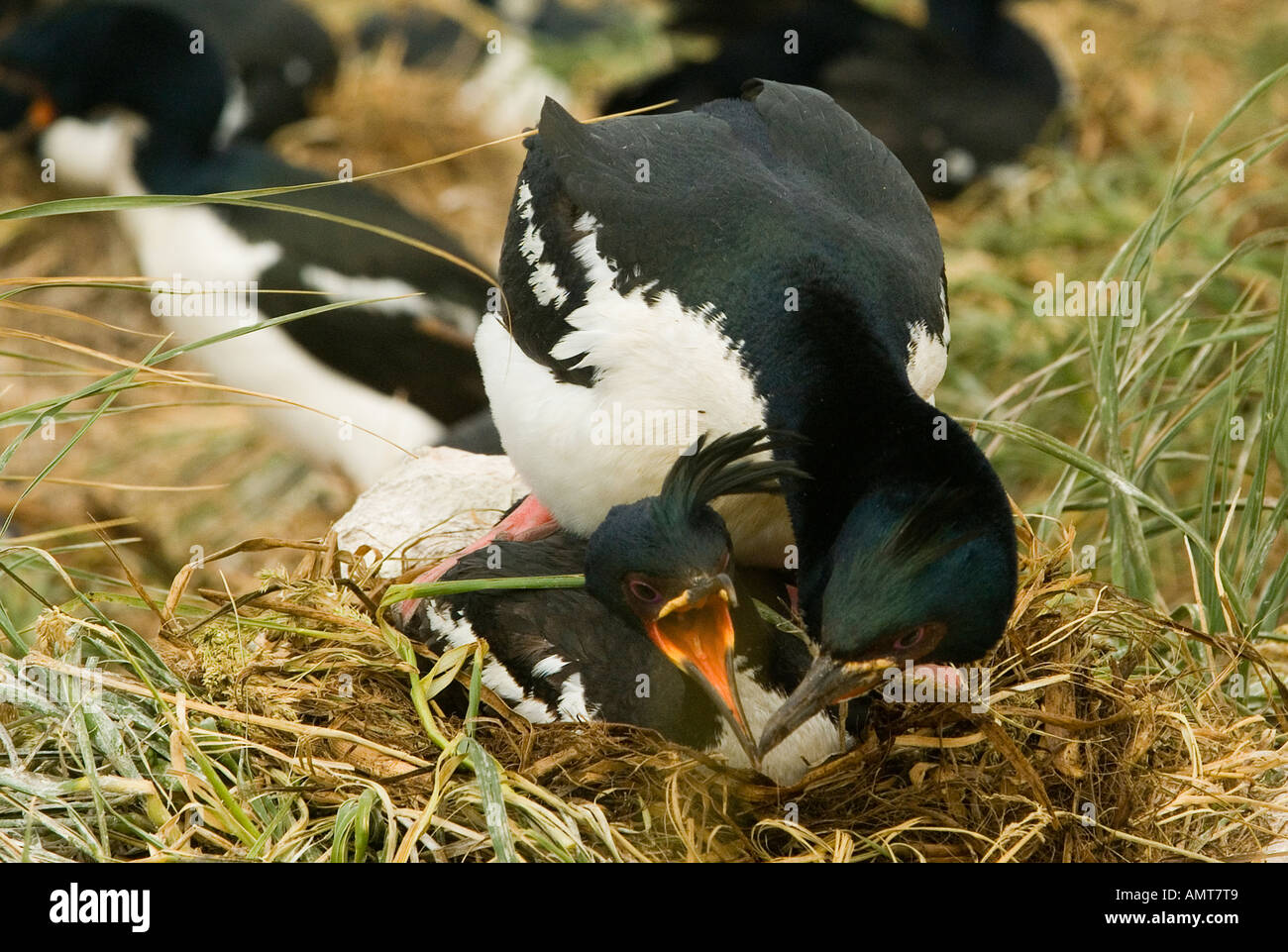 Auckland Island Shag Enderby Island New Zealand Stock Photo - Alamy