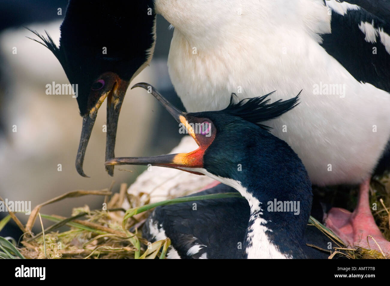 Auckland inseln hi-res stock photography and images - Alamy