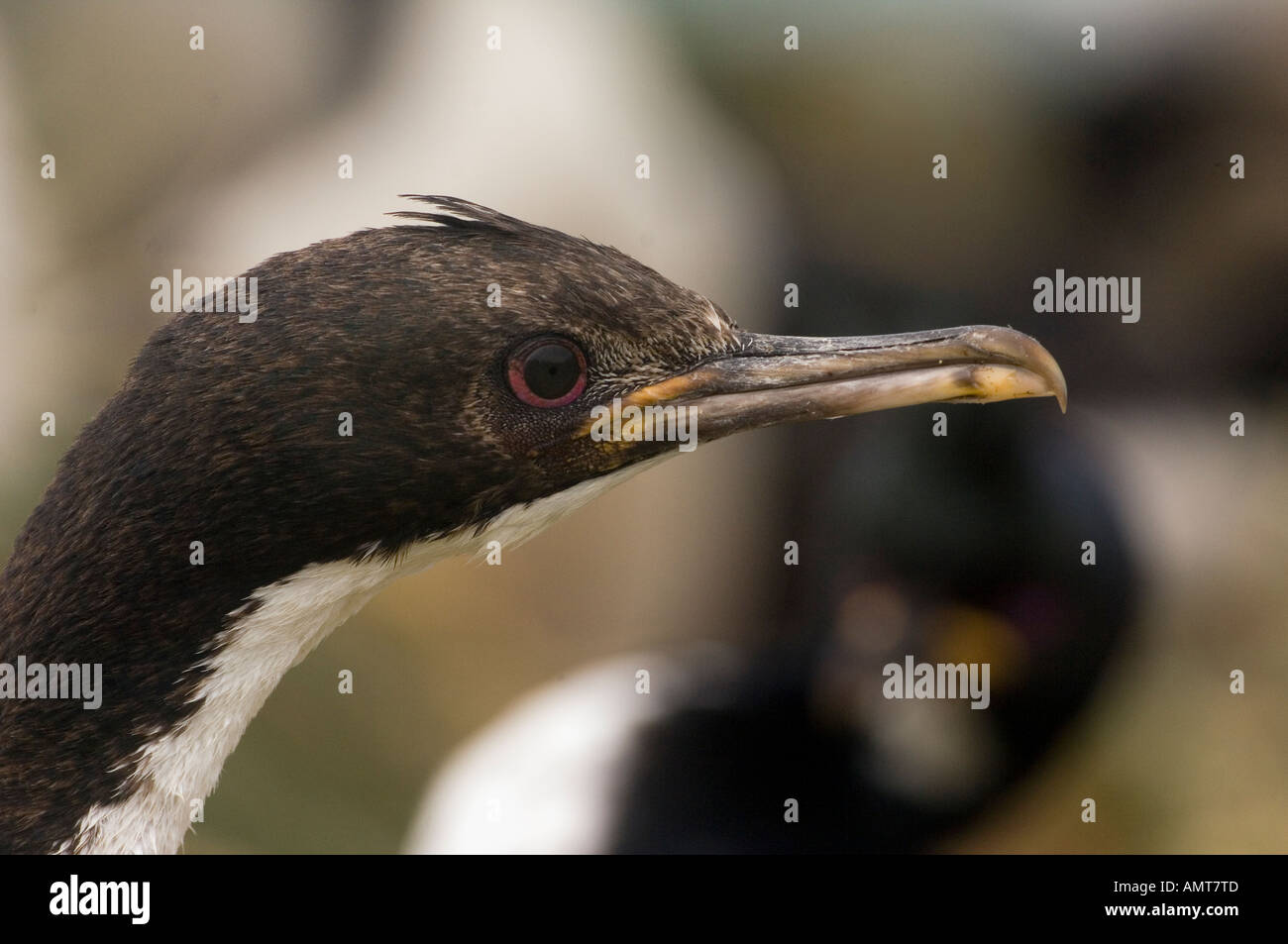 Auckland Island Shag Enderby Island New Zealand Stock Photo - Alamy