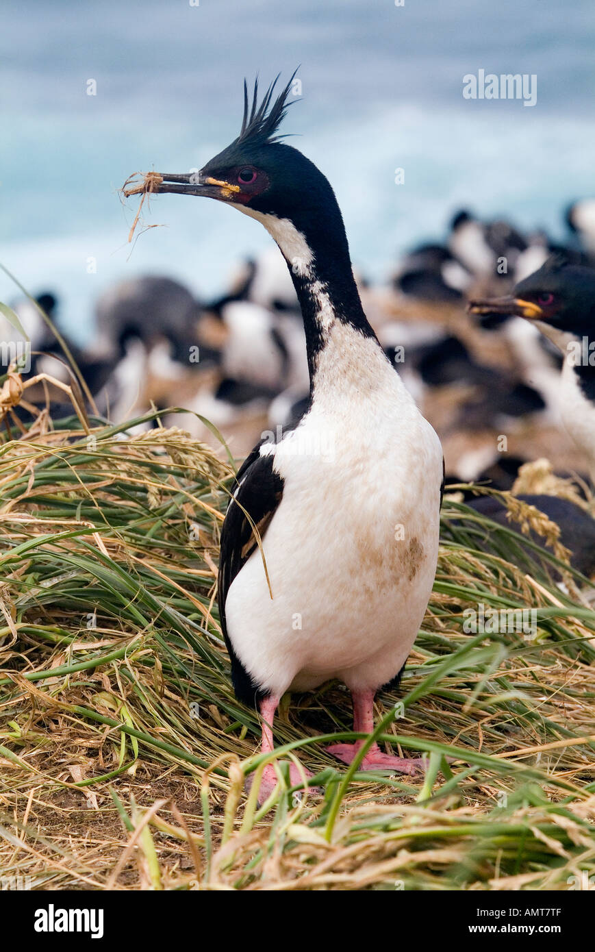 Auckland Island Shag Enderby Island New Zealand Stock Photo - Alamy
