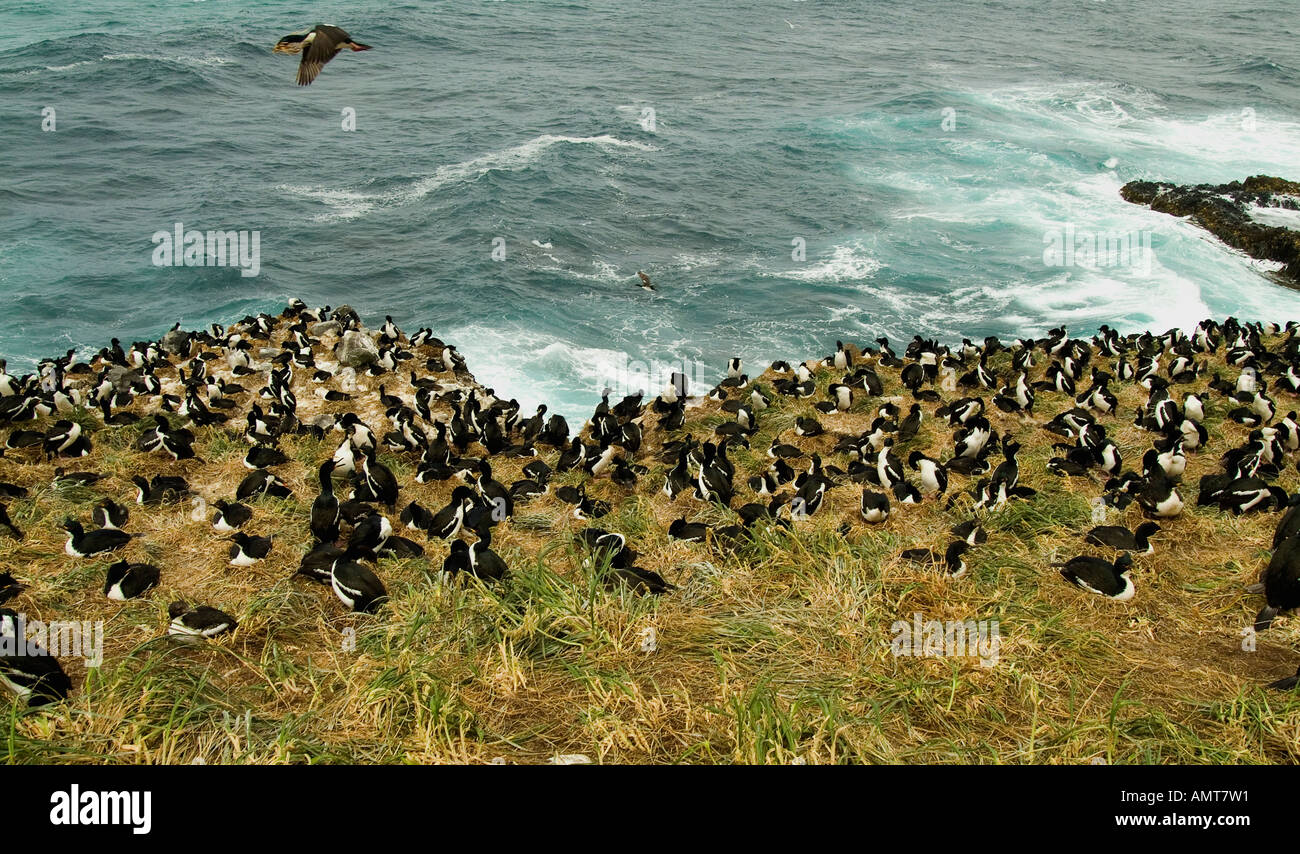 Auckland Island Shag colony Enderby Island New Zealand Stock Photo - Alamy