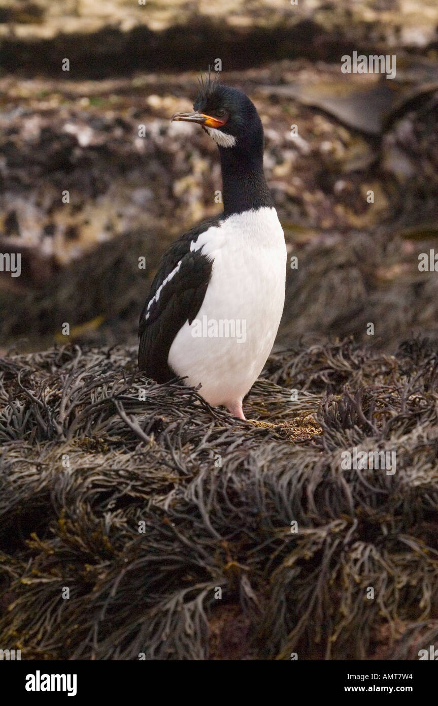 Campbell shag hi-res stock photography and images - Alamy