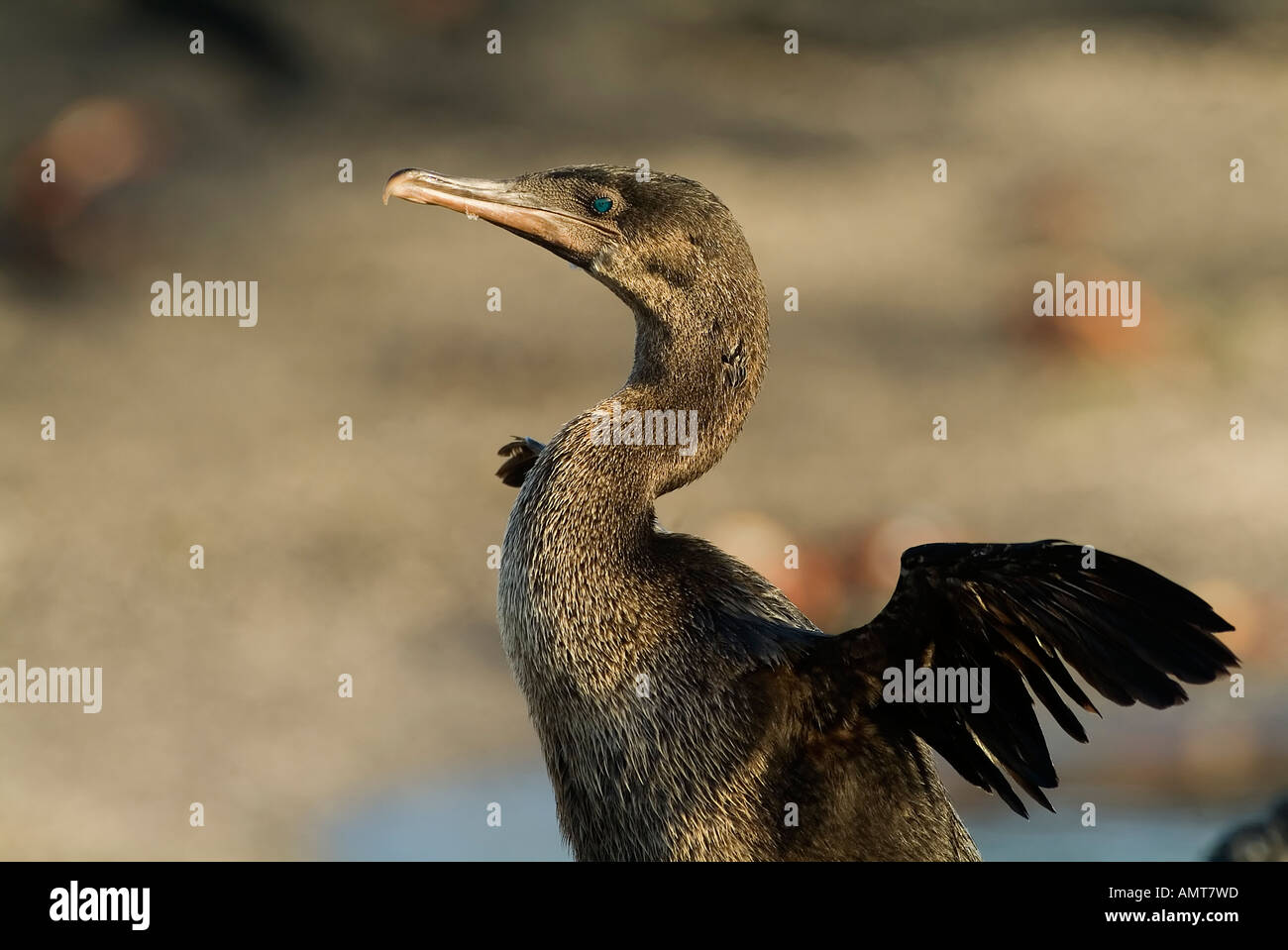 Galapagos Flightless Cormorant Galapagos Islands Ecuador Stock Photo ...