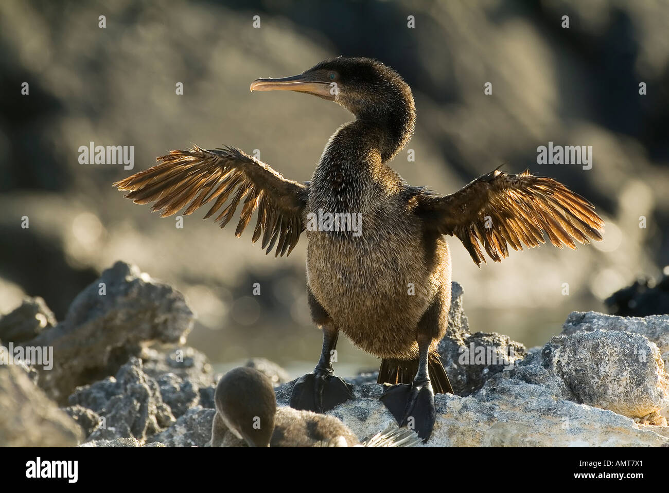 Galapagos Flightless Cormorant Galapagos Islands Ecuador Stock Photo ...