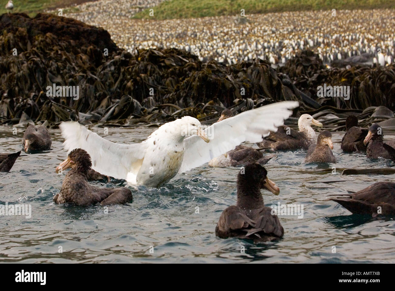 Southern Giant Petrels Macquarie Island Australia Stock Photo - Alamy