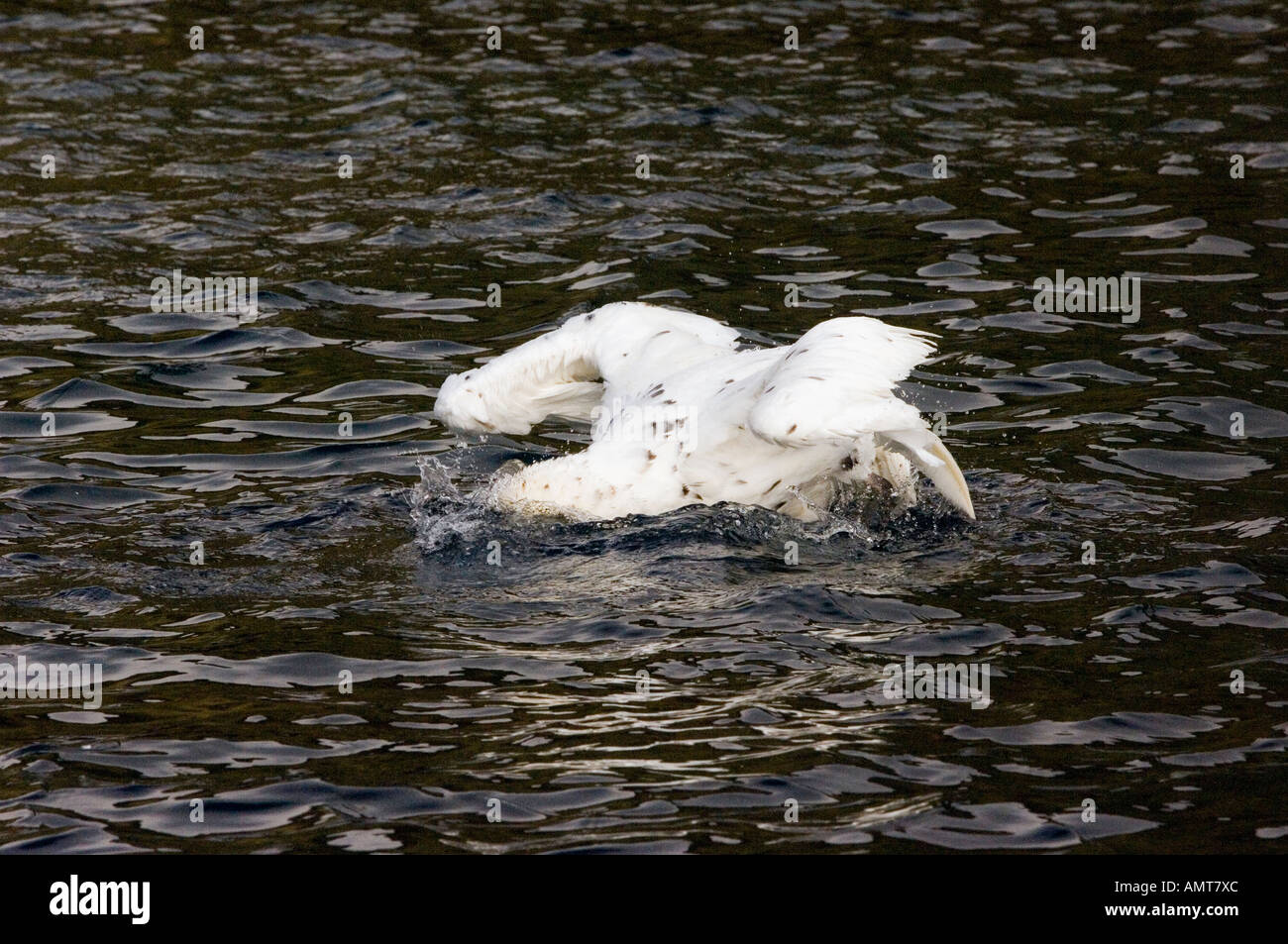 Southern Giant Petrels Macquarie Island Australia Stock Photo - Alamy
