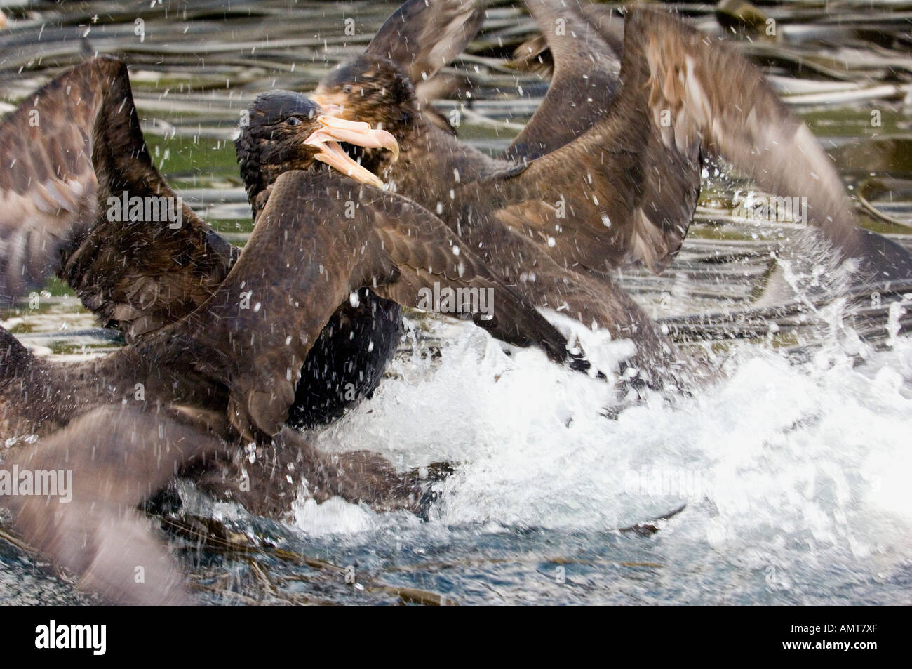 Southern Giant Petrels Macquarie Island Australia Stock Photo - Alamy