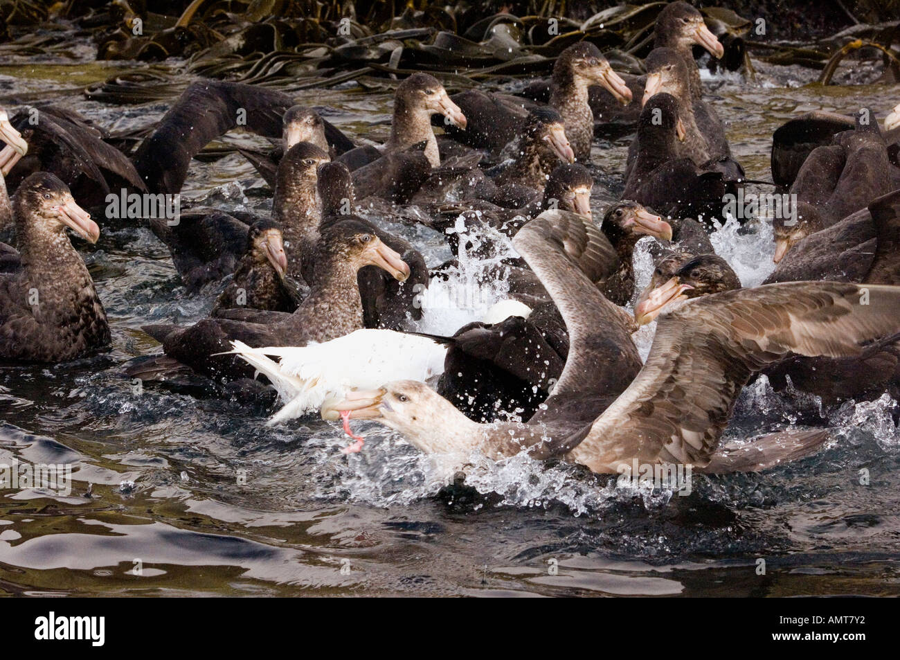 Southern Giant Petrels Macquarie Island Australia Stock Photo - Alamy