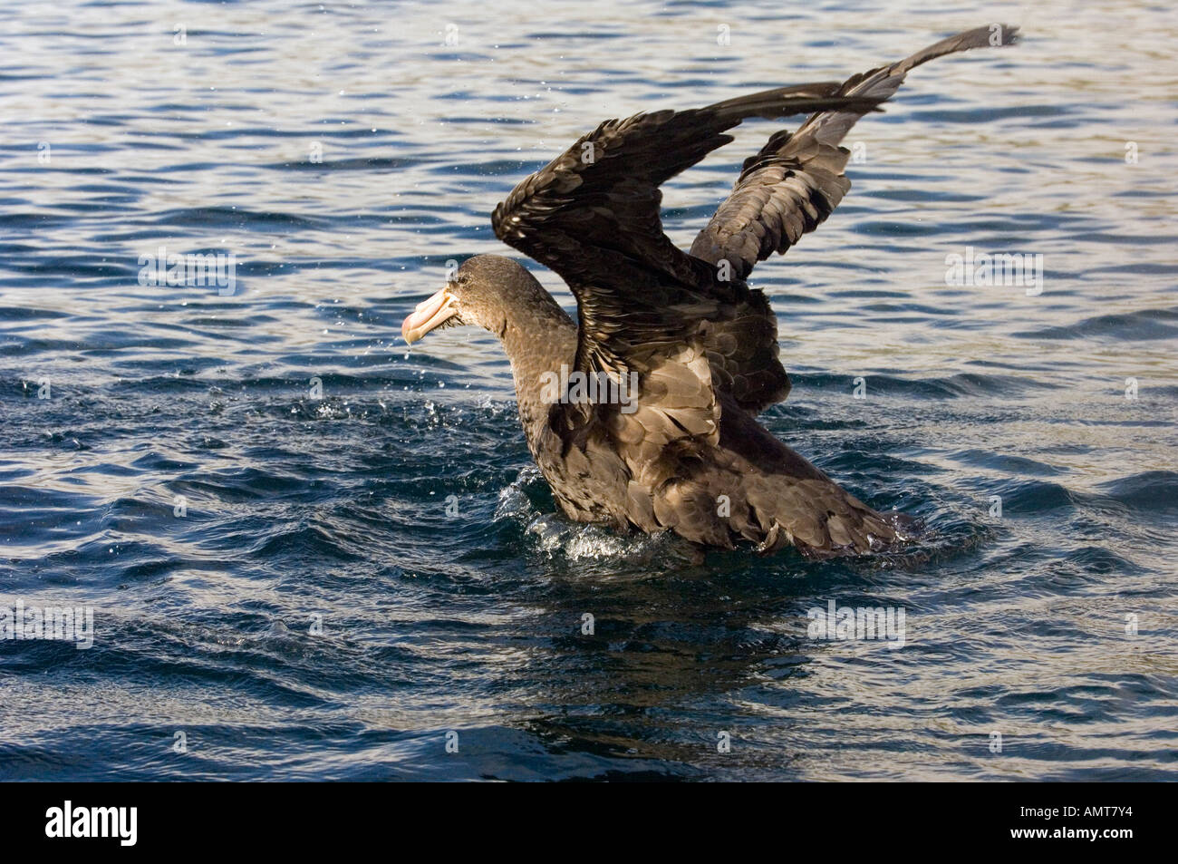 Southern Giant Petrel Macquarie Island Australia Stock Photo - Alamy