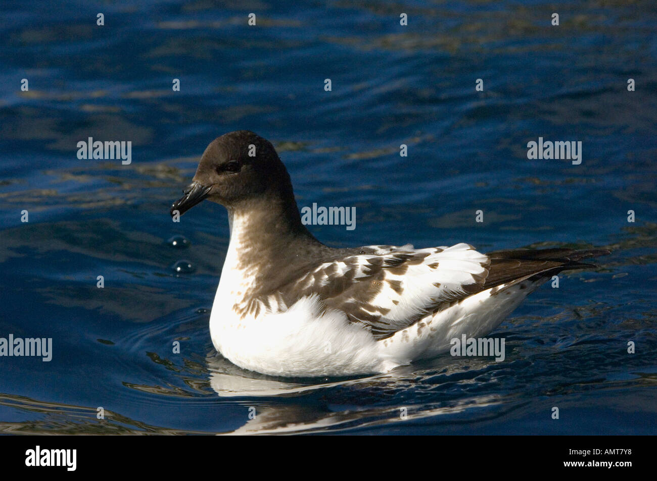 Cape Petrel Campbell Islands New Zealand Stock Photo - Alamy