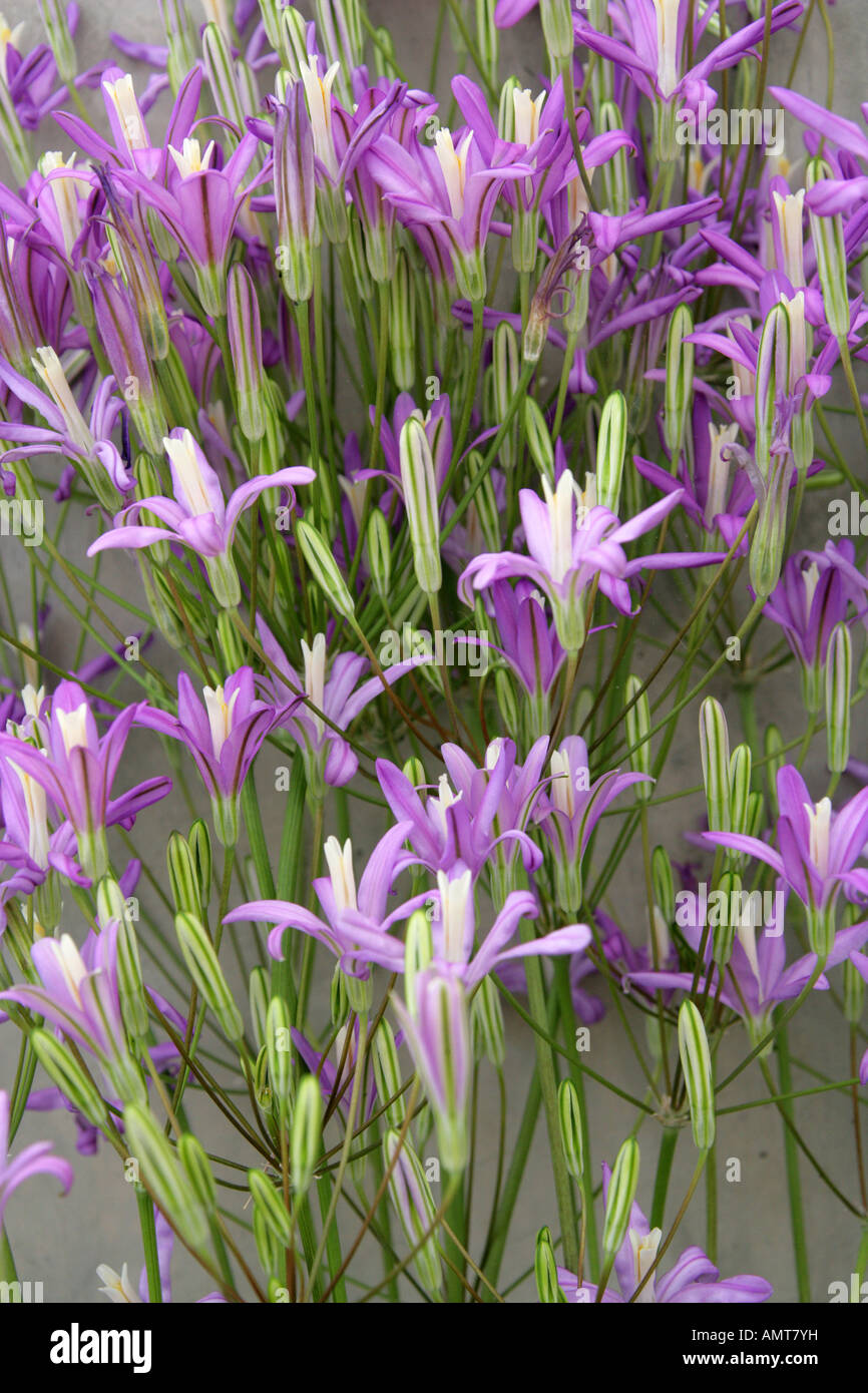 Brodiaea High Resolution Stock Photography and Images - Alamy