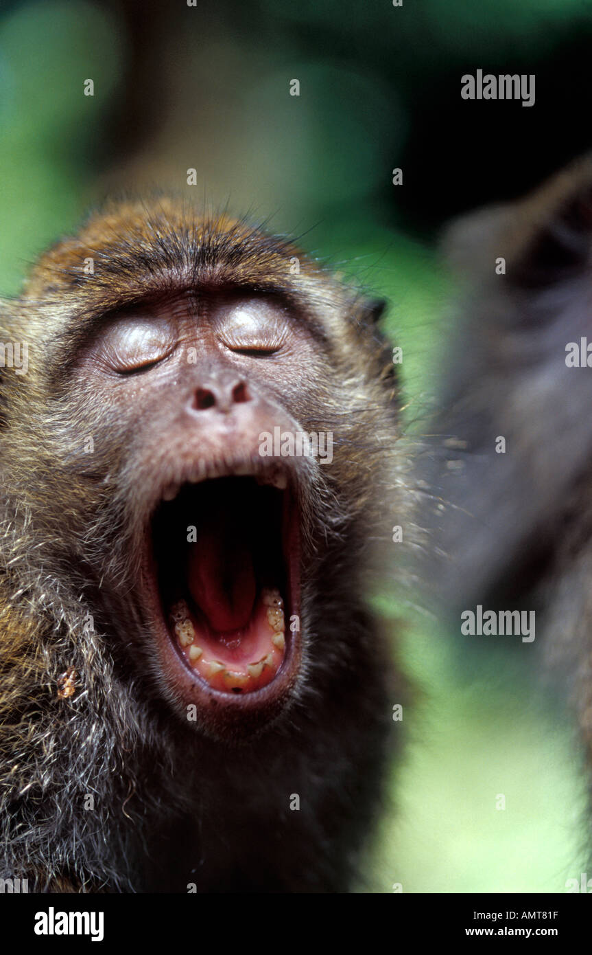 Monkey mouth wide open teeth hi-res stock photography and images - Alamy