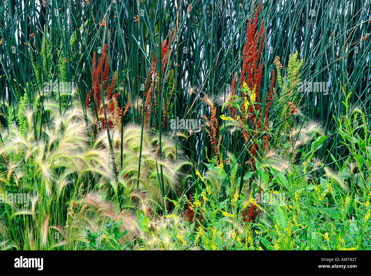 Marsh wetlands kachina bulrush reed foxtail barley wildflowers hi-res ...