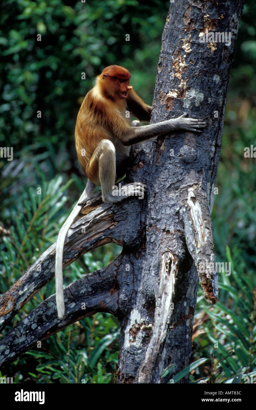 Portrait of young proboscis monkey nasalis larvatus Sabah Borneo ...