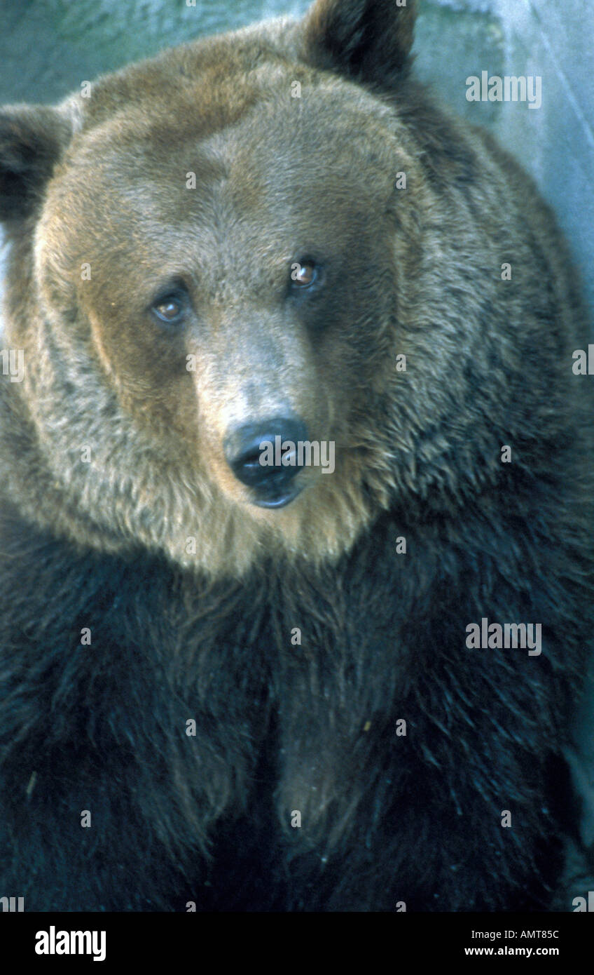 Bearpit hi-res stock photography and images - Alamy
