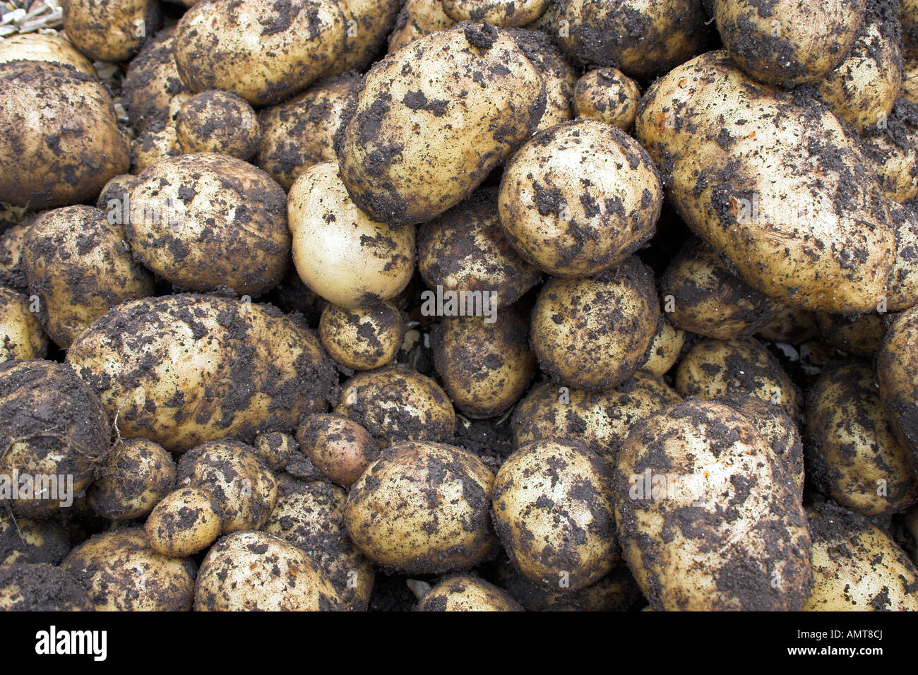 Covered in soil hi-res stock photography and images - Alamy
