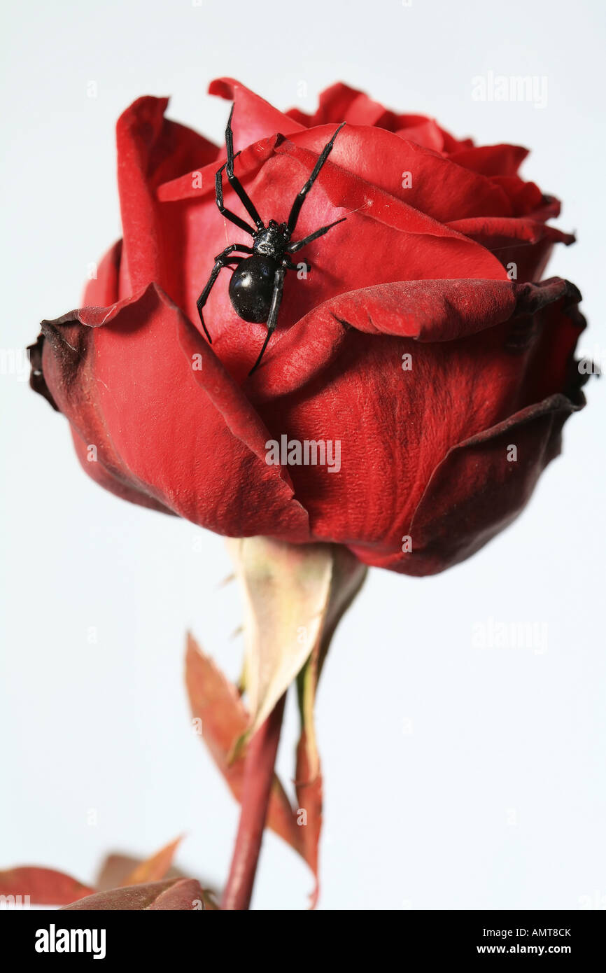 Black widow spider on red rose isolated on white background Stock Photo ...