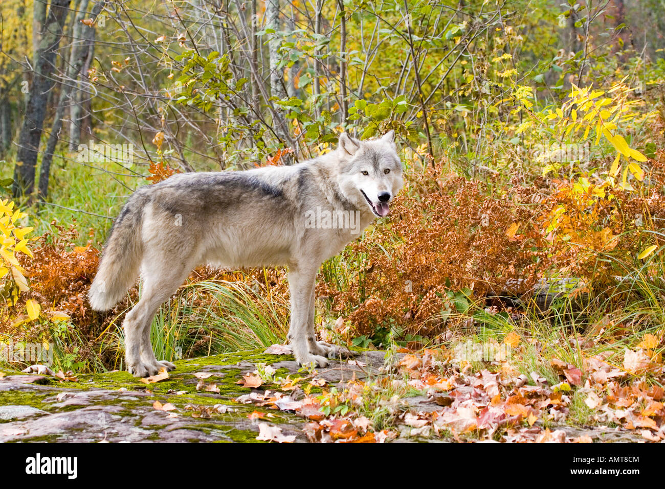 Gray Wolf Canis lupus Sandstone Pine County Minnesota United States 28 ...