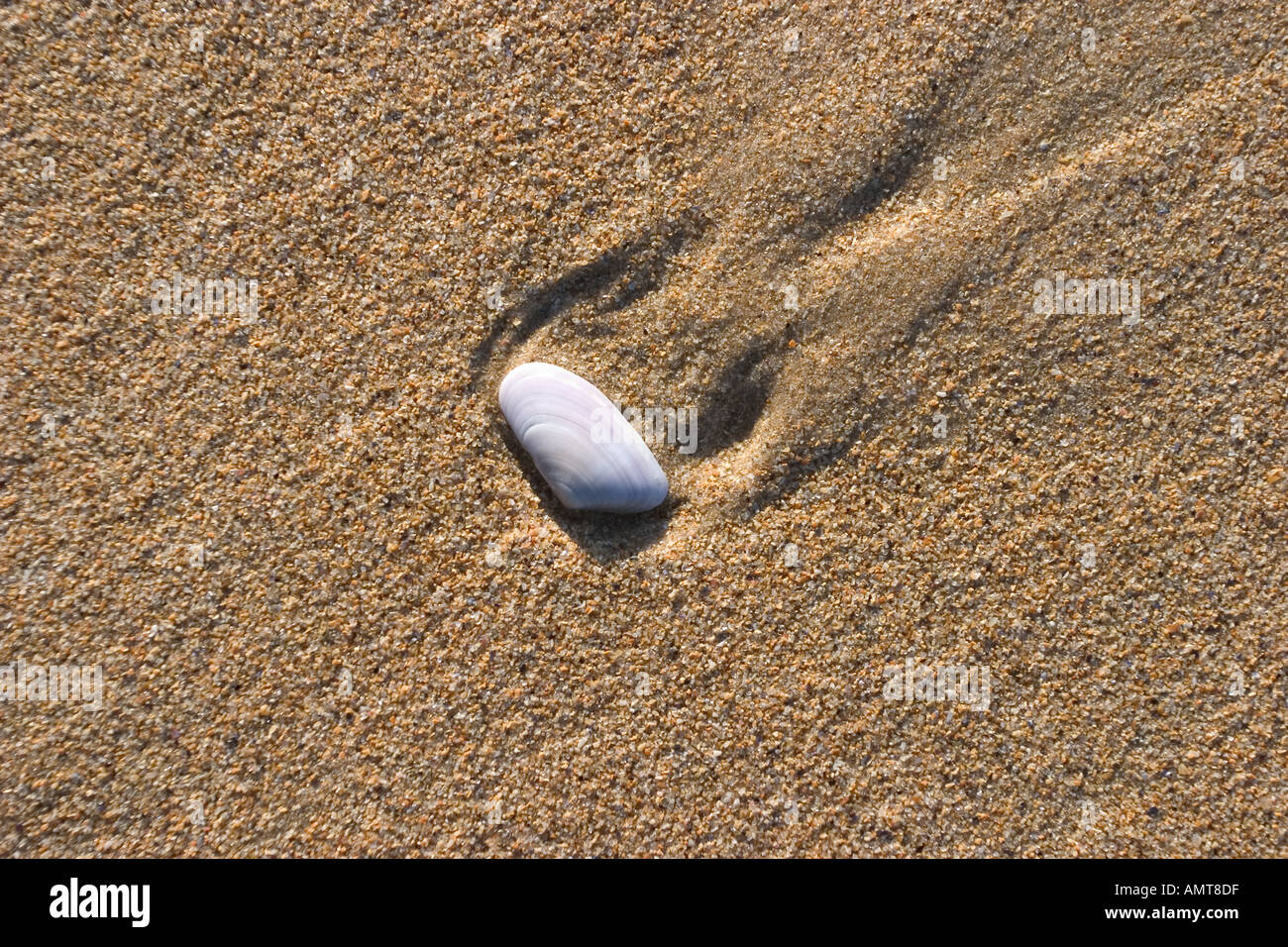 shell on beach Stock Photo - Alamy