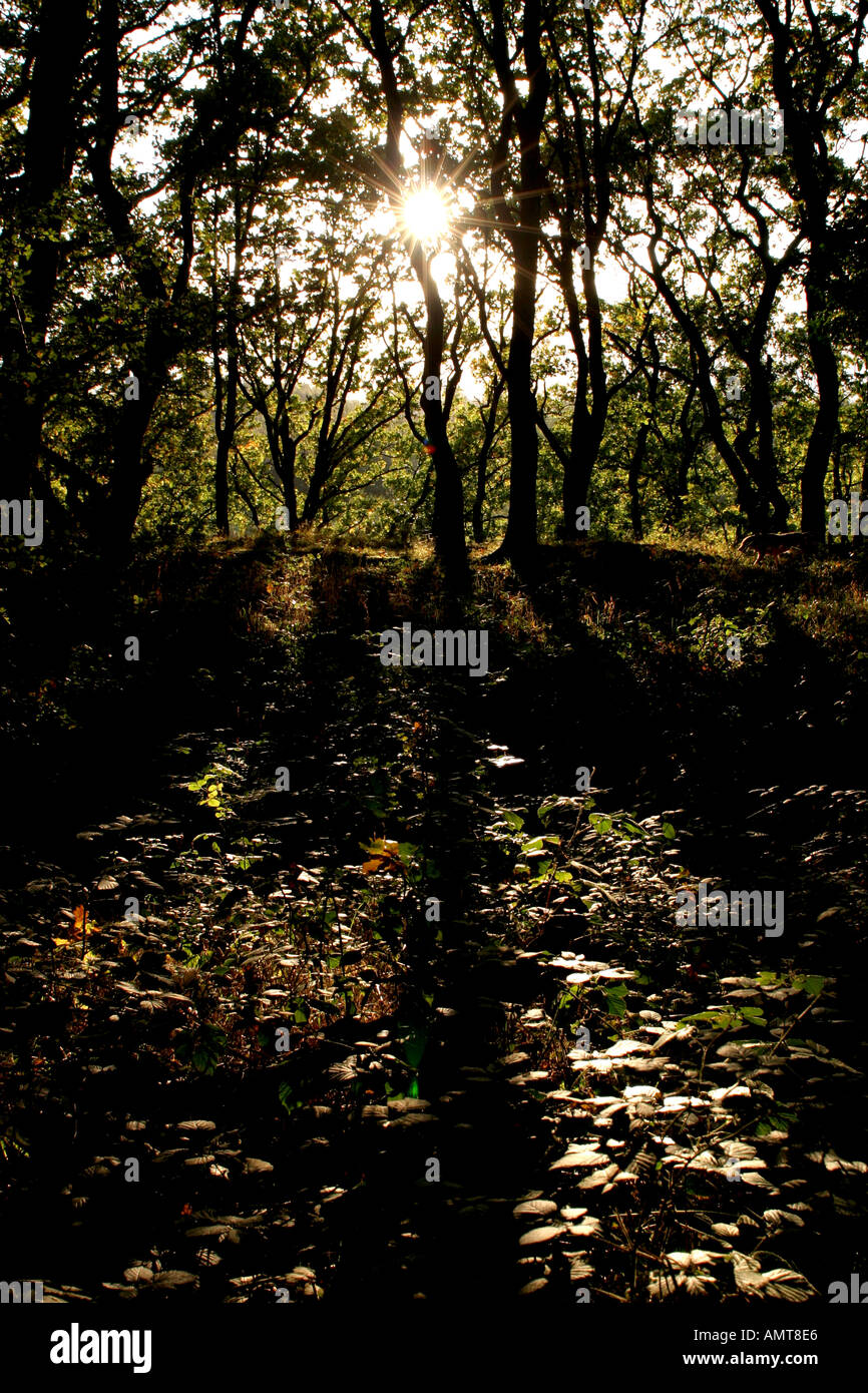 Sunlight breaking through in to the woods Stock Photo - Alamy