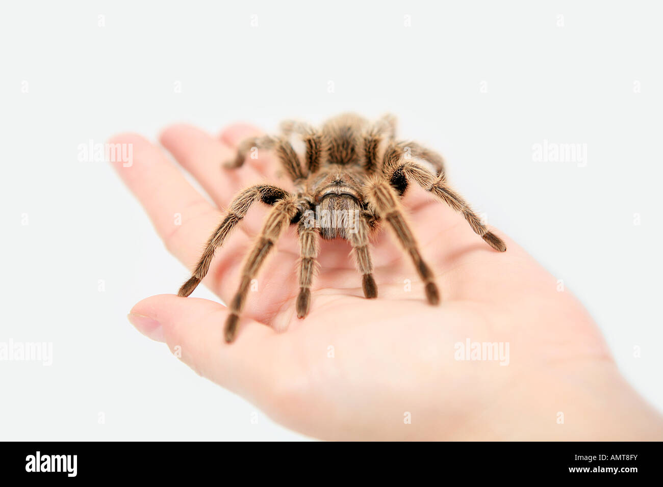 Spider in hand hi-res stock photography and images - Alamy