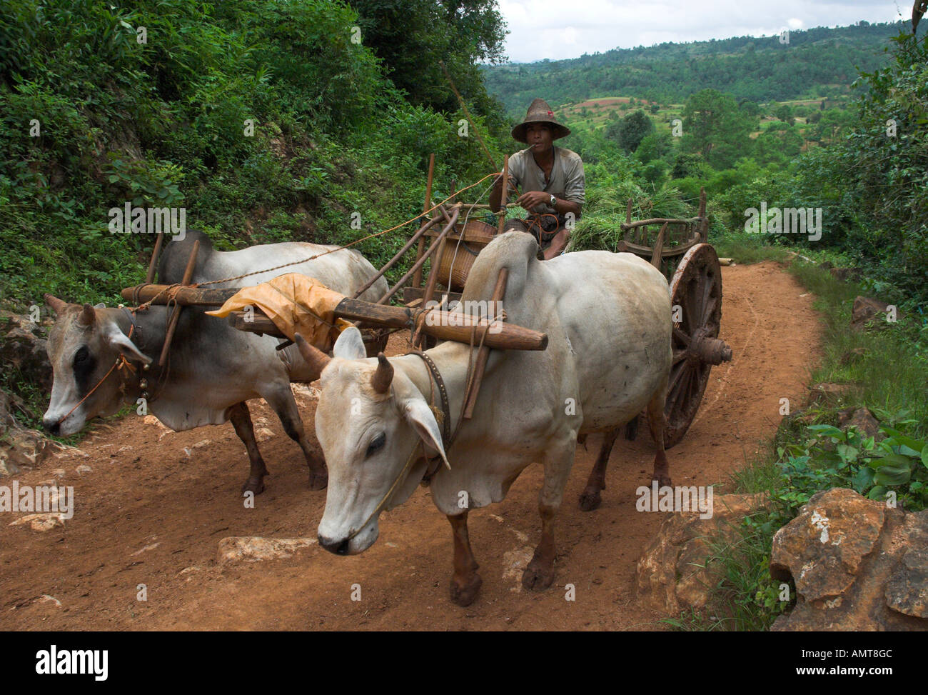 Myanmar Burma Shan State village of Poattap Poap peasant riding his ...