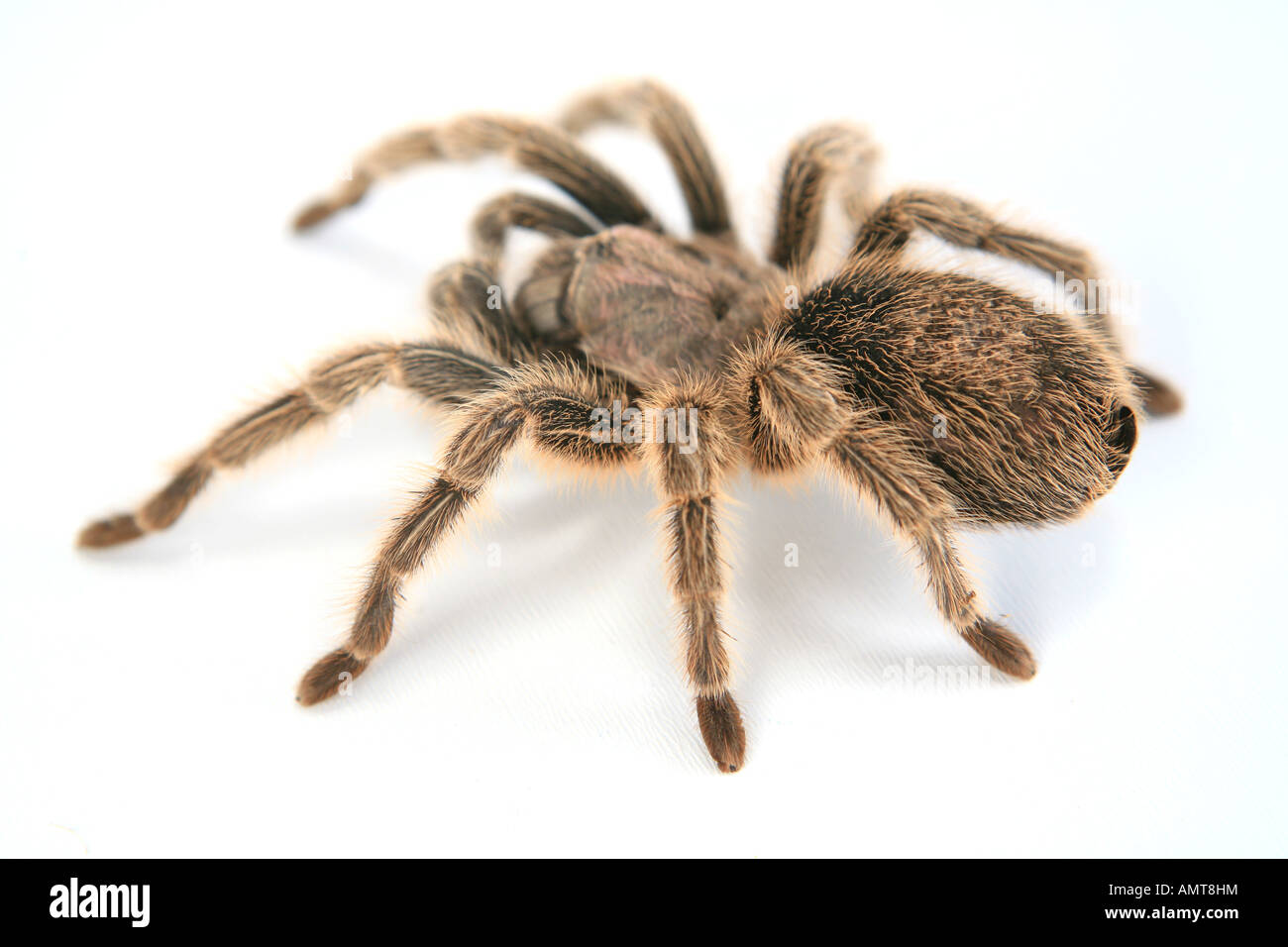 Big brown tarantula spider side view isolated on white background Stock ...