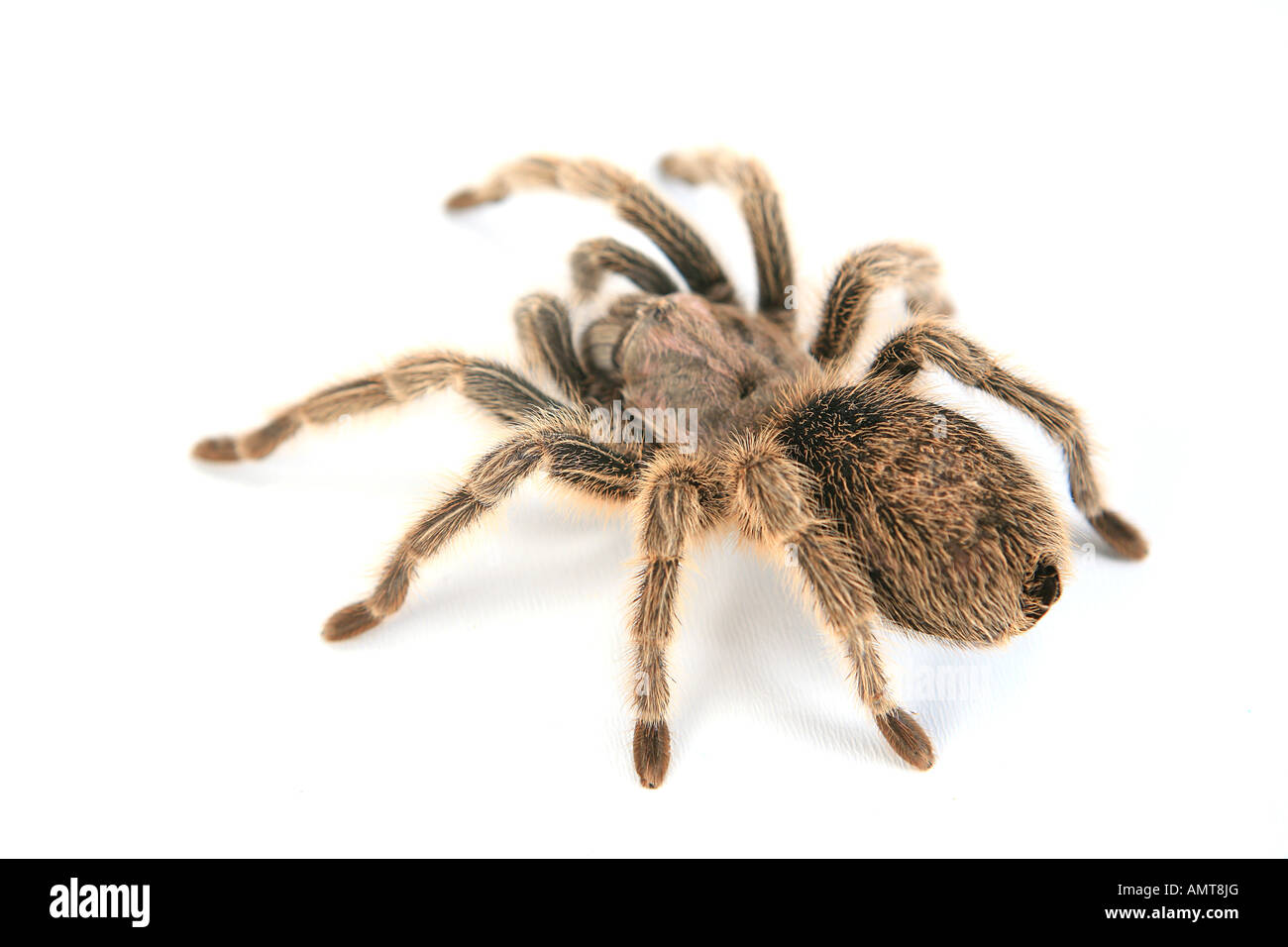 Big brown tarantula spider side view isolated on white background Stock ...