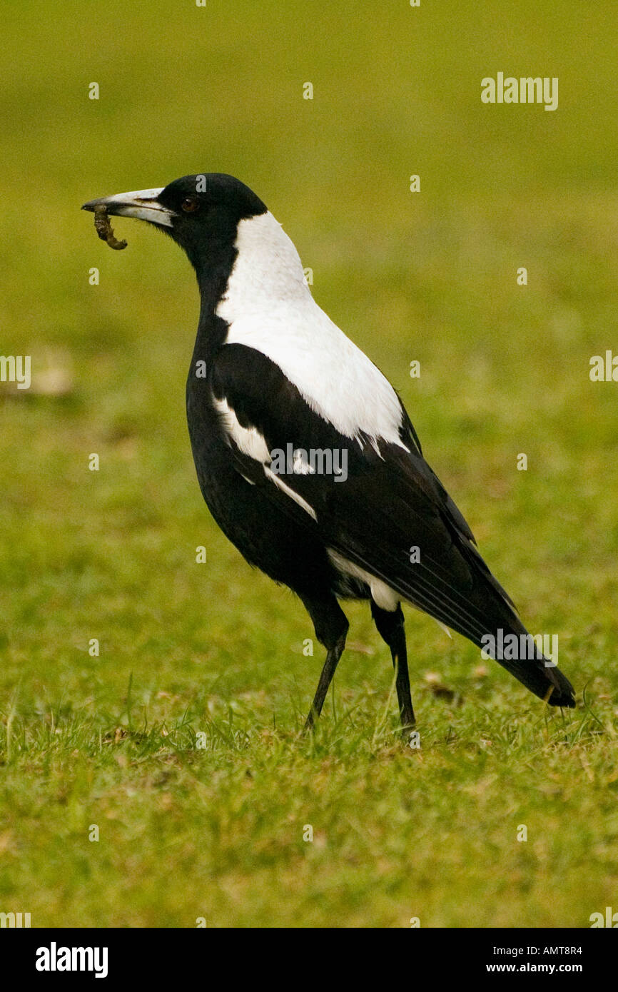 Australian magpie tasmania hi-res stock photography and images - Alamy