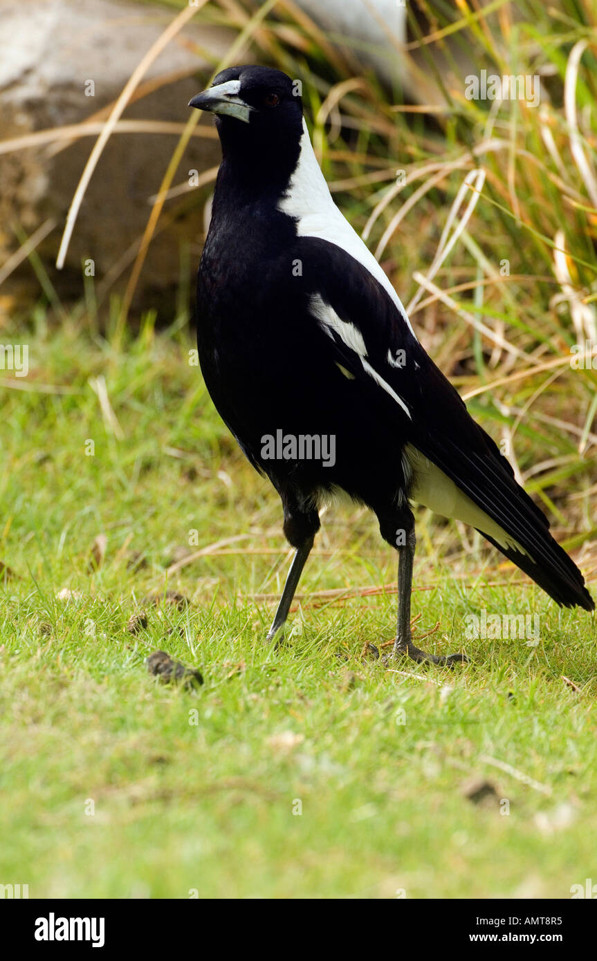Australian magpie tasmania hi-res stock photography and images - Alamy