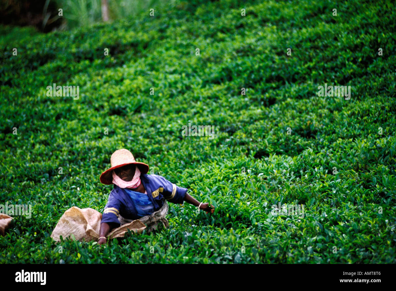 Mauritius, Picking tea Stock Photo - Alamy