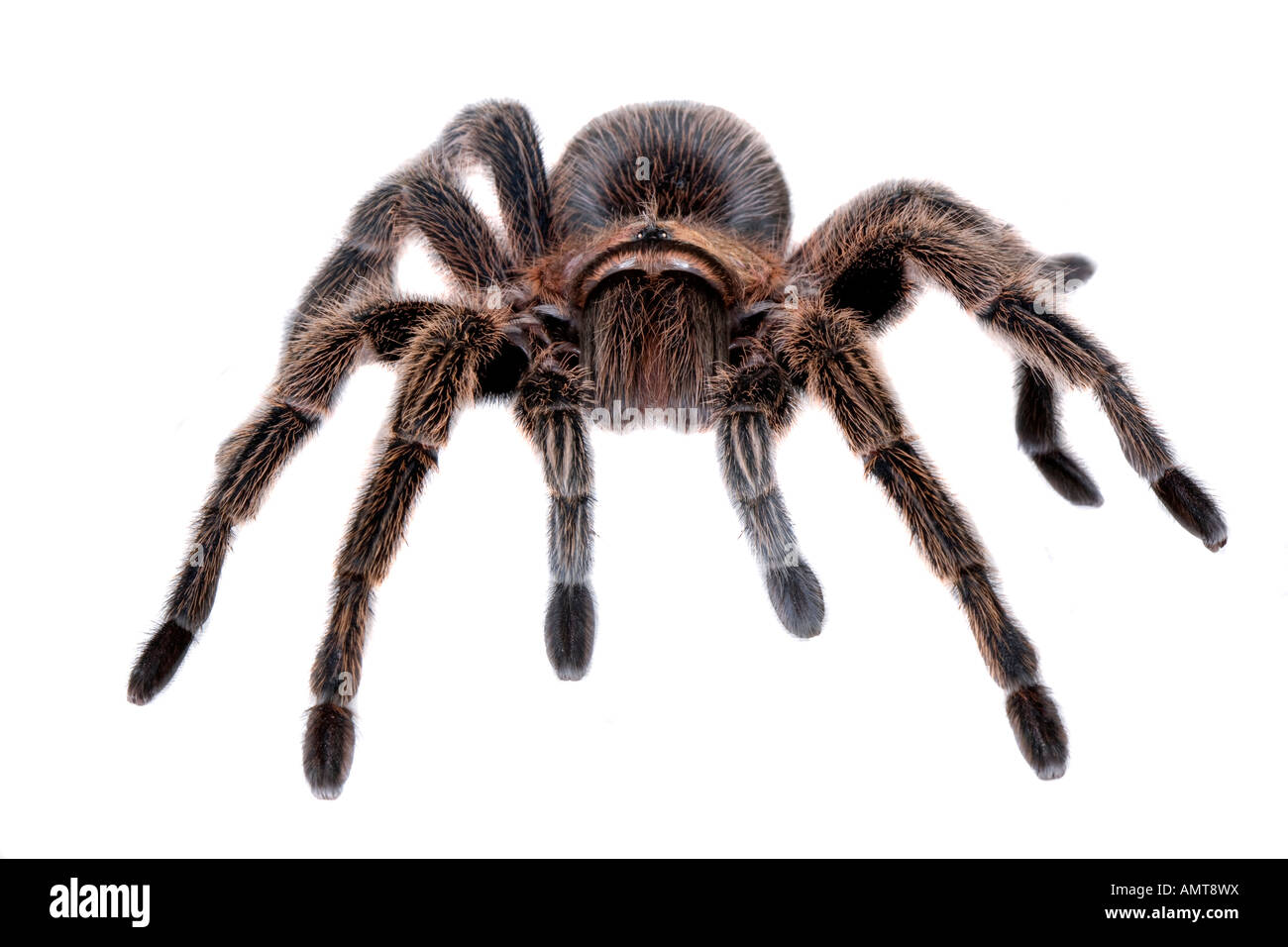 Big brown tarantula spider front view isolated on white background ...