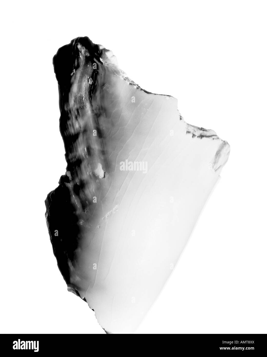 Shell fossil Cut Out Stock Images & Pictures - Alamy